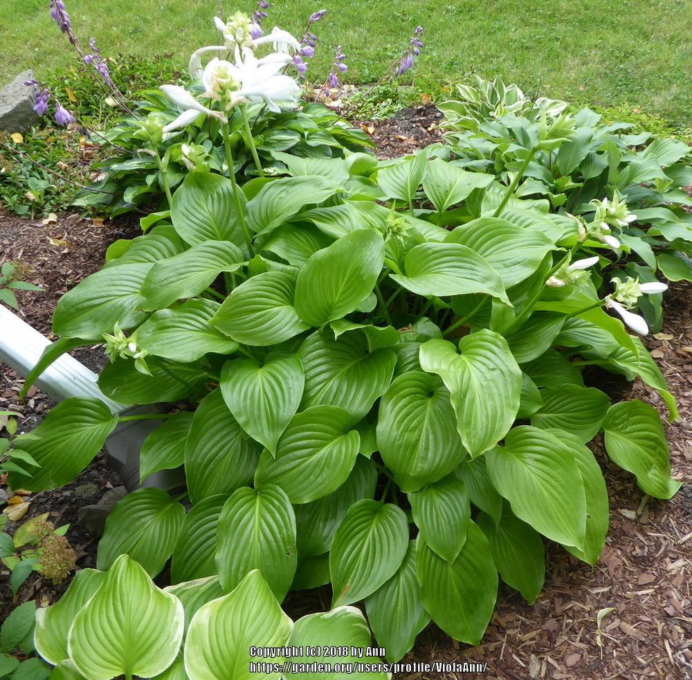 Photo of the entire plant of Hosta (Hosta plantaginea 'Venus') posted ...