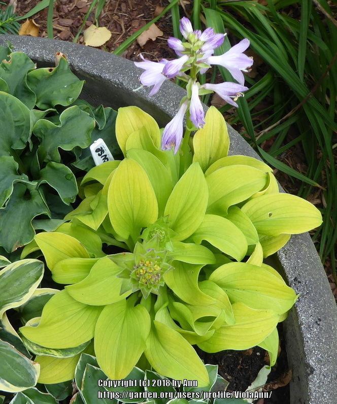 Hosta 'Sun Mouse' in the Hostas Database - Garden.org