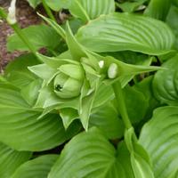 Hosta (Hosta plantaginea 'Venus') in the Hostas Database - Garden.org