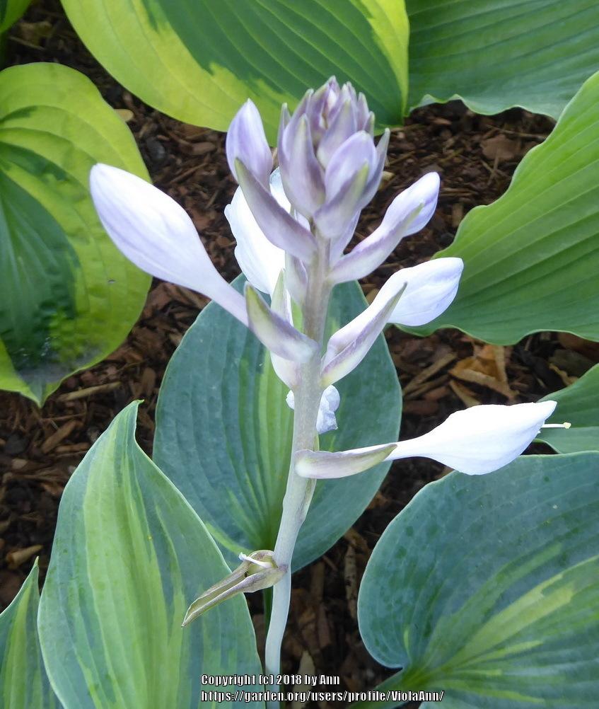 Hosta 'Touch of Class' in the Hostas Database - Garden.org