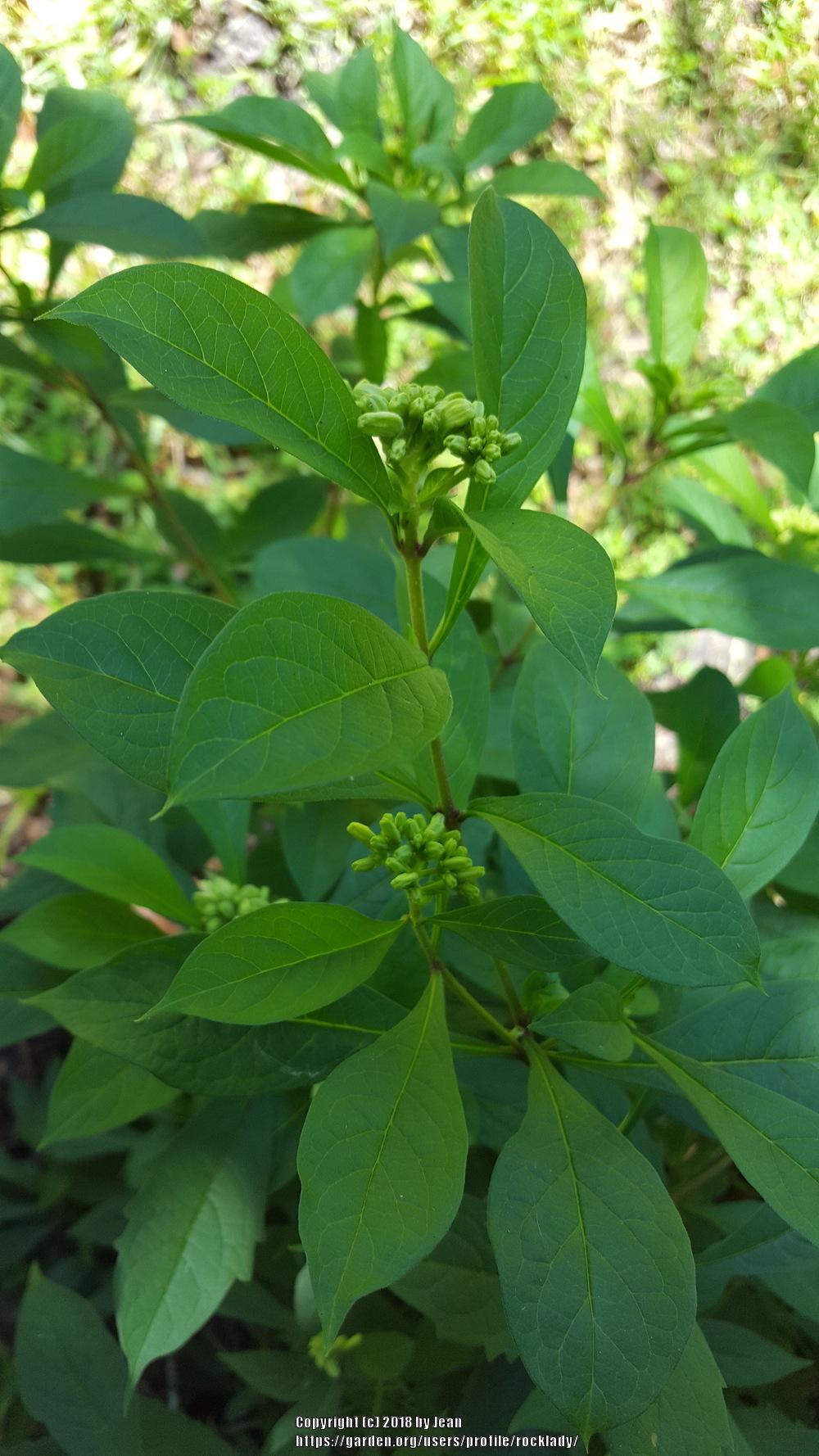 Photo of the leaves of Musical Note Plant (Rotheca microphylla) posted ...