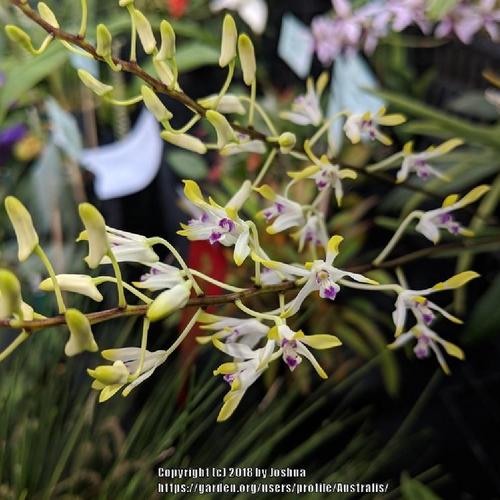 Orchid (Dendrobium canaliculatum) - Garden.org