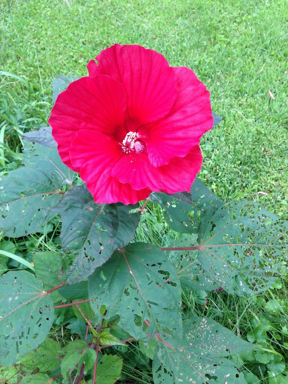 Hybrid Hardy Hibiscus (Hibiscus Newbiscus™ Fancy Red) in the Hibiscus ...
