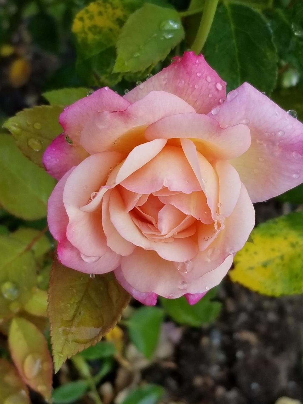 What are your favorite roses this year? in the Roses forum - Garden.org