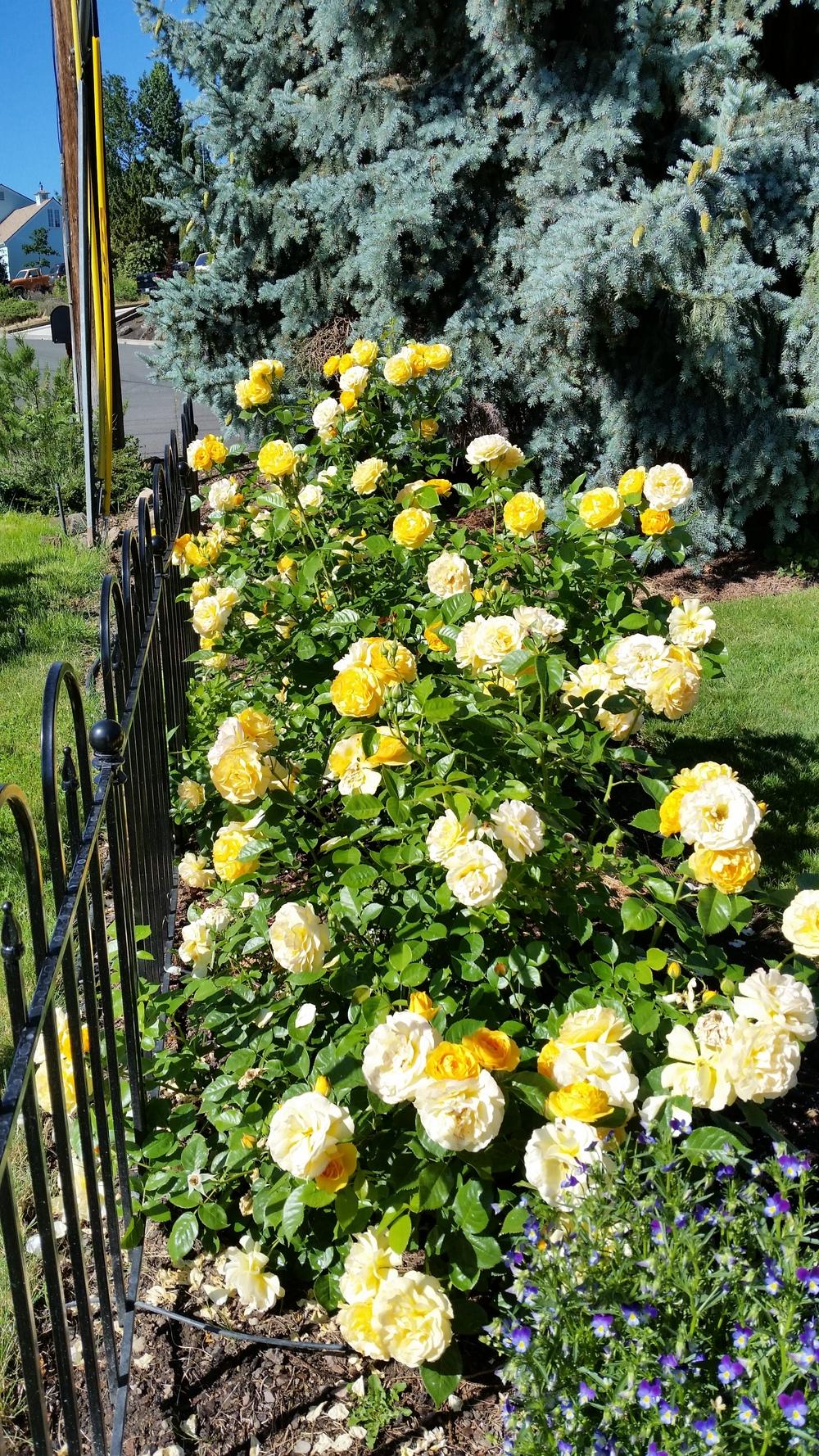 What are your favorite roses this year? in the Roses forum - Garden.org