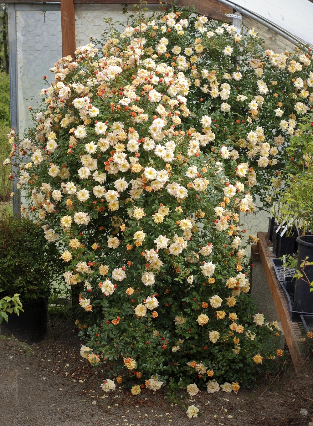 2018 National Heirloom Exposition in the Roses forum - Garden.org