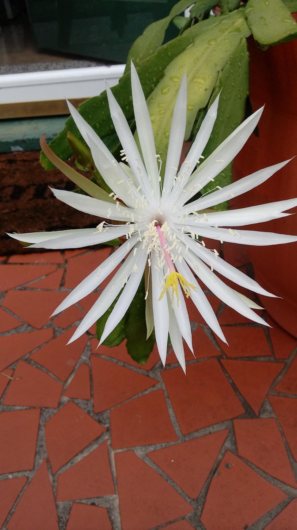 Epiphyllum: Plant Care and Collection of Varieties - Garden.org