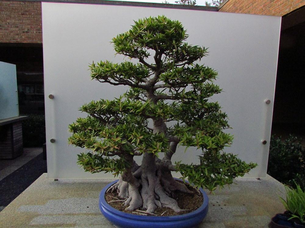 Willow-leaf Ficus (Ficus neriifolia) - Garden.org