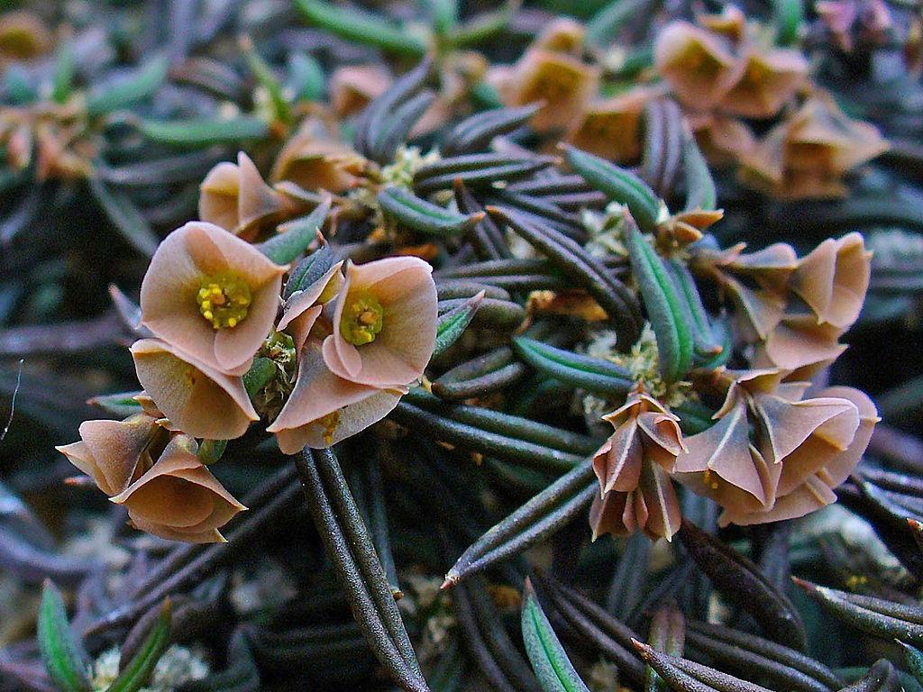 Euphorbia (Euphorbia cylindrifolia subsp. tuberifera) in the Euphorbias ...