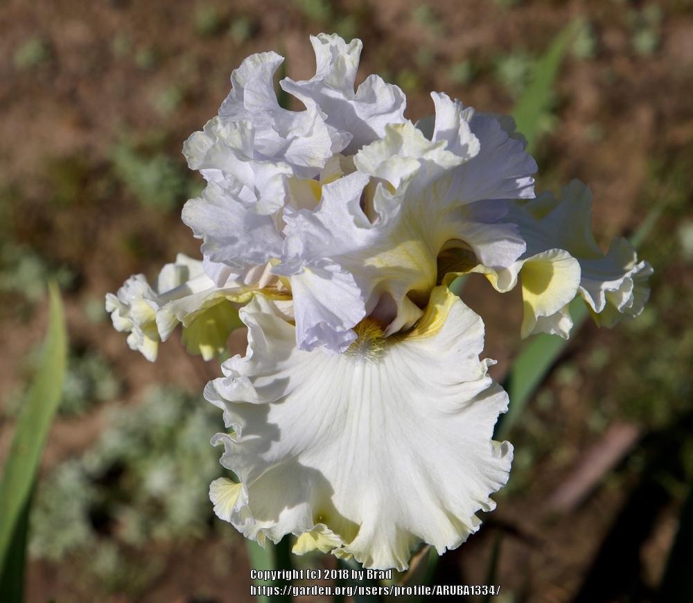 Photo of the bloom of Tall Bearded Iris (Iris 'Ivory Castle') posted by ...