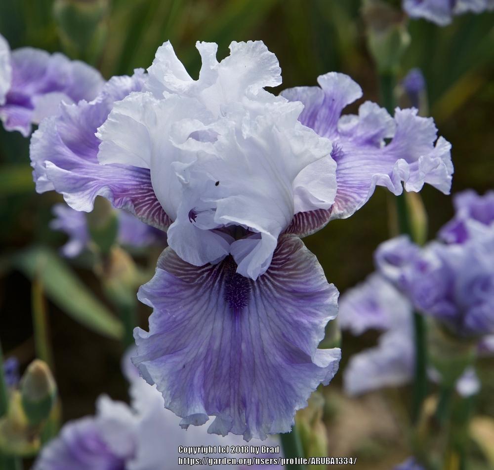 Photo of the bloom of Tall Bearded Iris (Iris 'Quaffable') posted by ...