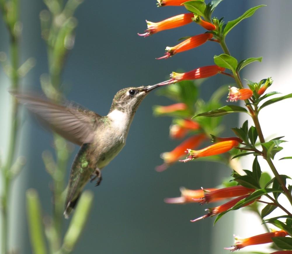 Photo of the bloom of Large Firecracker Plant (Cuphea Vermillionaire ...