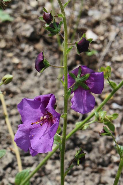 Purple Mullein (Verbascum phoeniceum) - Garden.org