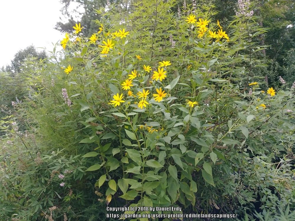 Sunroot (Helianthus tuberosus 'Red Rover') in the Sunroots Database ...