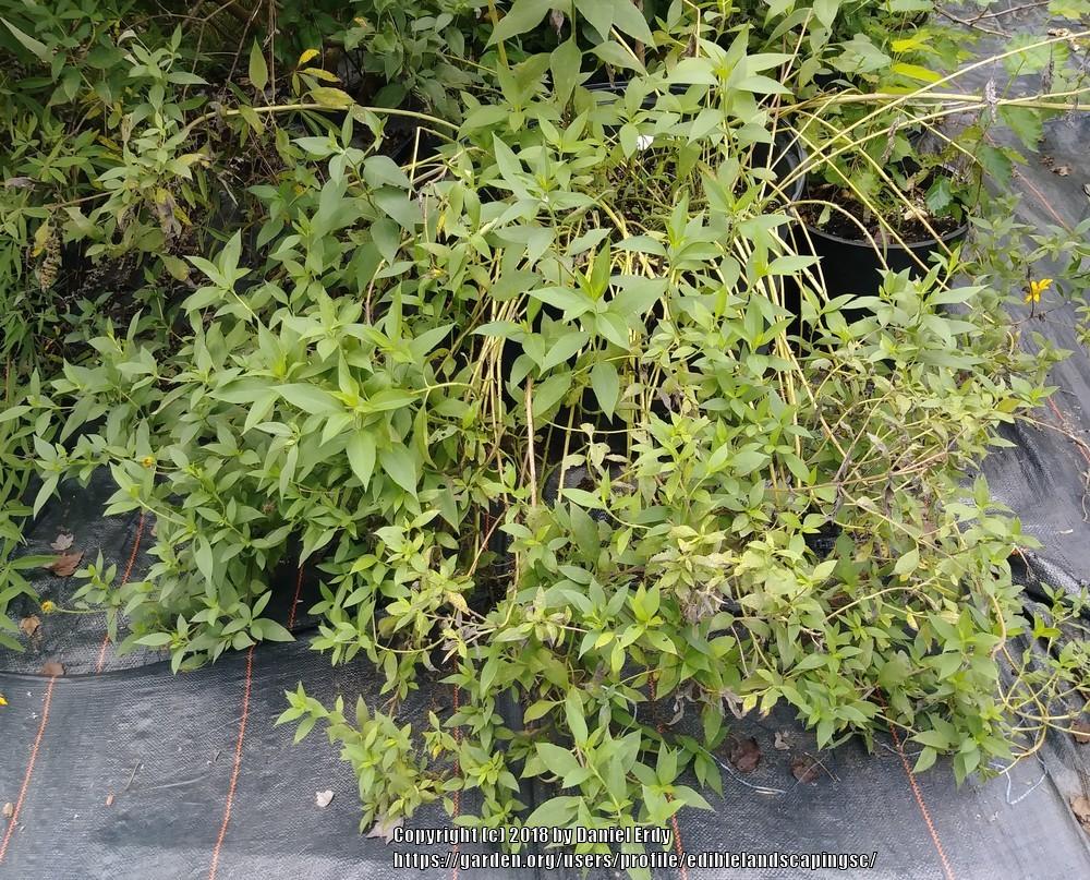 Sunroot (Helianthus tuberosus 'Dwarf Sunray') in the Sunroots Database ...