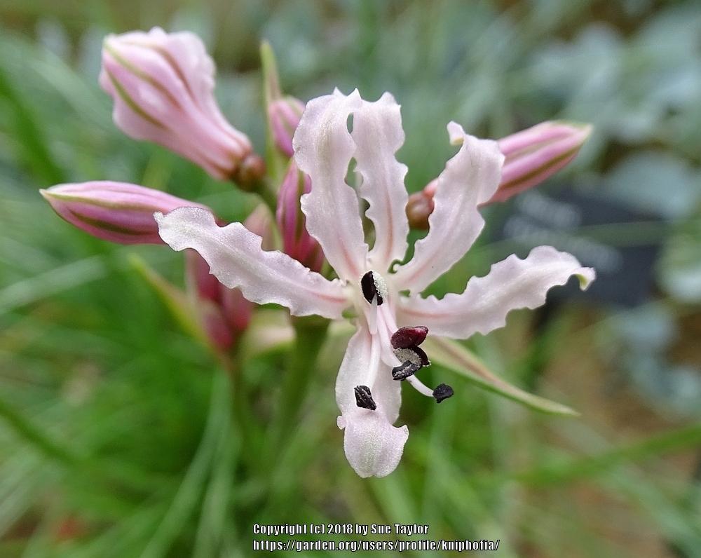 Cape Lilies: Plant Care and Collection of Varieties - Garden.org