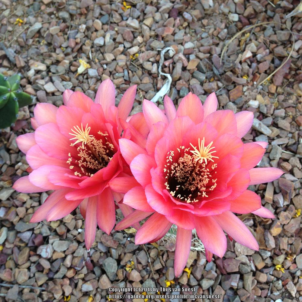 Echinopsis Hybrid (Echinopsis 'Oh Wow') - Garden.org