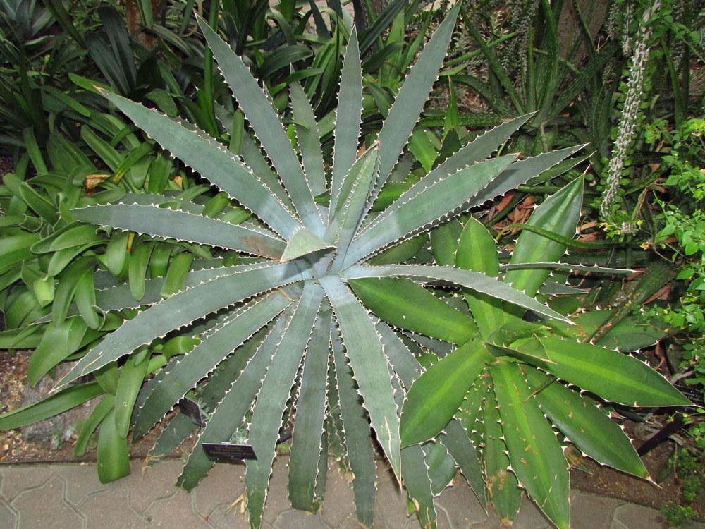 Agaves: Plant Care and Collection of Varieties - Garden.org