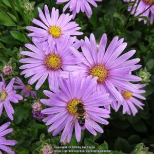 Italian Aster (Aster amellus 'Rosa Erfullung') in the Asters Database ...