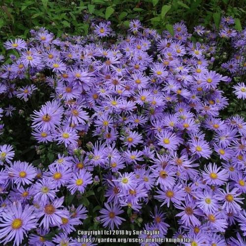 Italian Aster (Aster amellus 'Silbersee') in the Asters Database ...