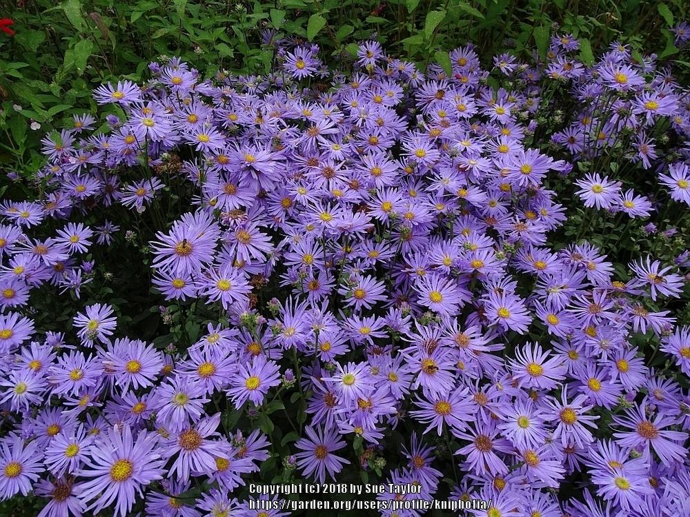 Asters: Plant Care and Collection of Varieties - Garden.org