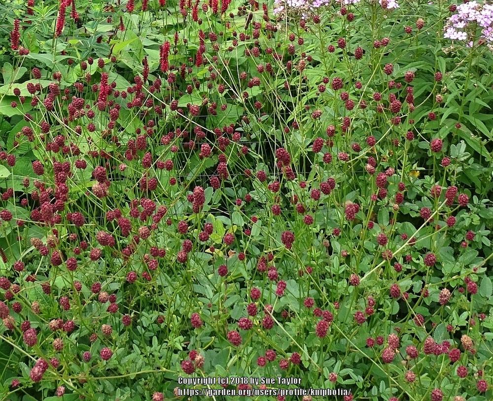 Burnet (Sanguisorba officinalis 'Red Buttons') - Garden.org