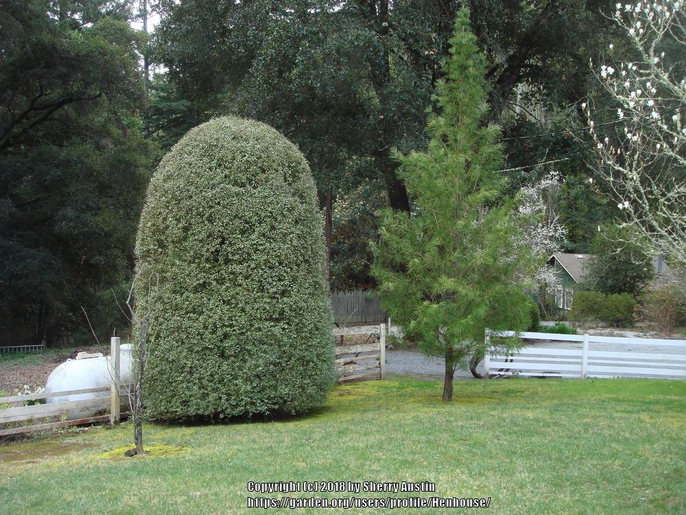 Photo of the entire plant of Kohuhu (Pittosporum tenuifolium 'Silver ...