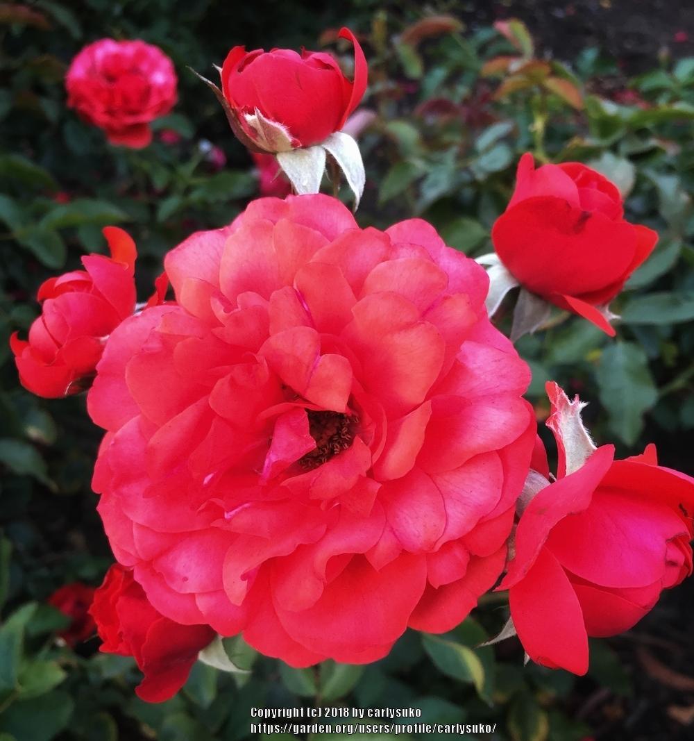 Photo of the bloom of Rose (Rosa 'Trumpeter') posted by carlysuko ...