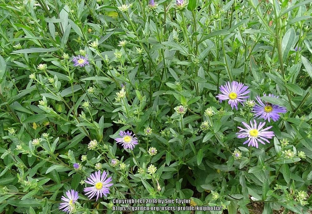 Italian Aster (Aster amellus 'King George') in the Asters Database ...