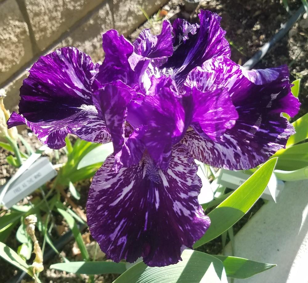 Photo of the bloom of Tall Bearded Iris (Iris 'Splatter Matters ...