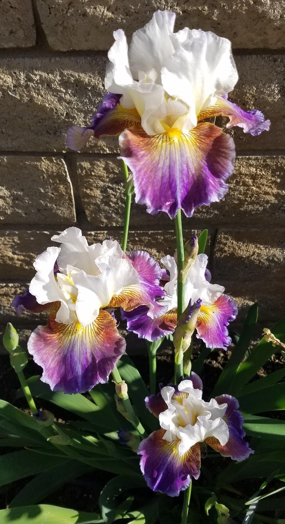 Photo of the bloom of Tall Bearded Iris (Iris 'Get Back') posted by ...