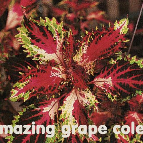 Coleus (Coleus scutellarioides 'Amazing Grape') in the Coleus Database ...