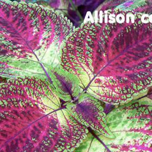 Coleus (Coleus scutellarioides 'Allison') in the Coleus Database ...