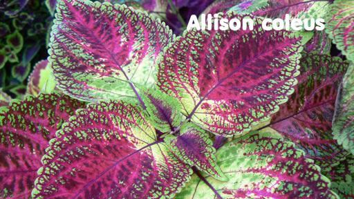 Coleus (Coleus scutellarioides 'Allison') in the Coleus Database ...