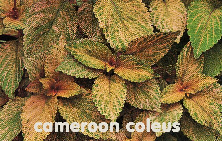 Coleus: Plant Care and Collection of Varieties - Garden.org