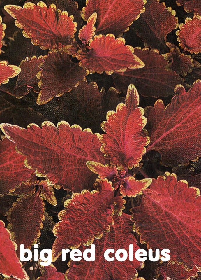 Coleus (Coleus scutellarioides 'Big Red') in the Coleus Database ...