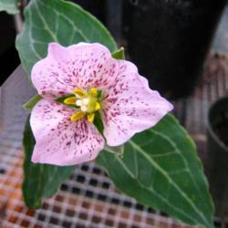 Photo of the entire plant of Brook Wakerobin (Pseudotrillium rivale ...