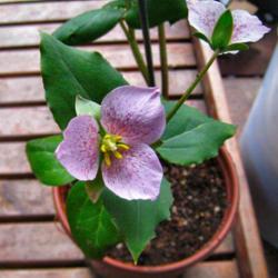 Photo of the entire plant of Brook Wakerobin (Pseudotrillium rivale ...