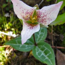 Photo of the entire plant of Brook Wakerobin (Pseudotrillium rivale ...