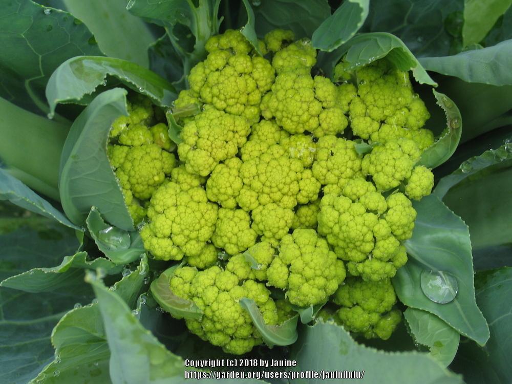 Brassicas: Plant Care and Collection of Varieties - Garden.org