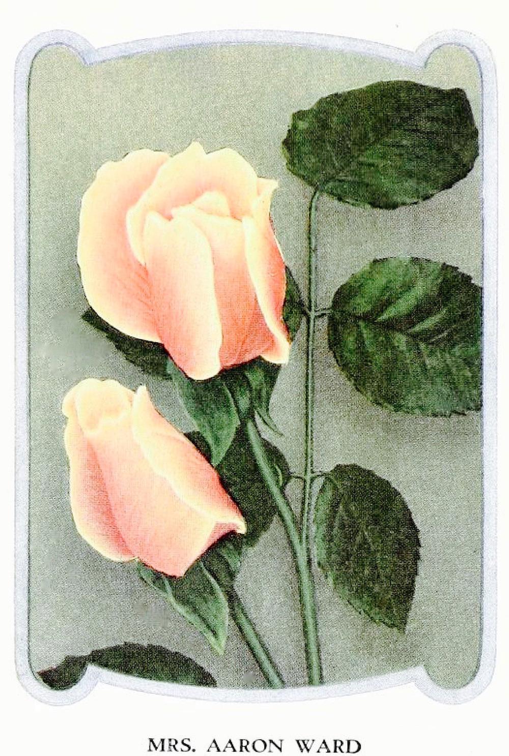 Rose (Rosa 'Mrs. Aaron Ward') in the Roses Database - Garden.org