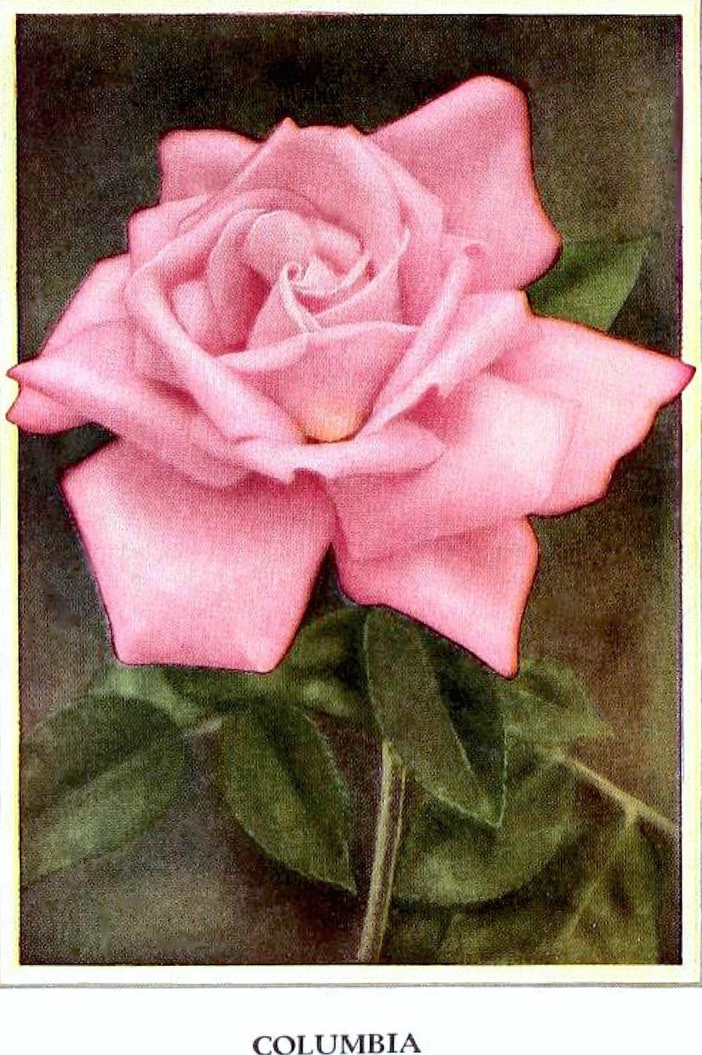 Rose (Rosa 'Columbia') in the Roses Database - Garden.org