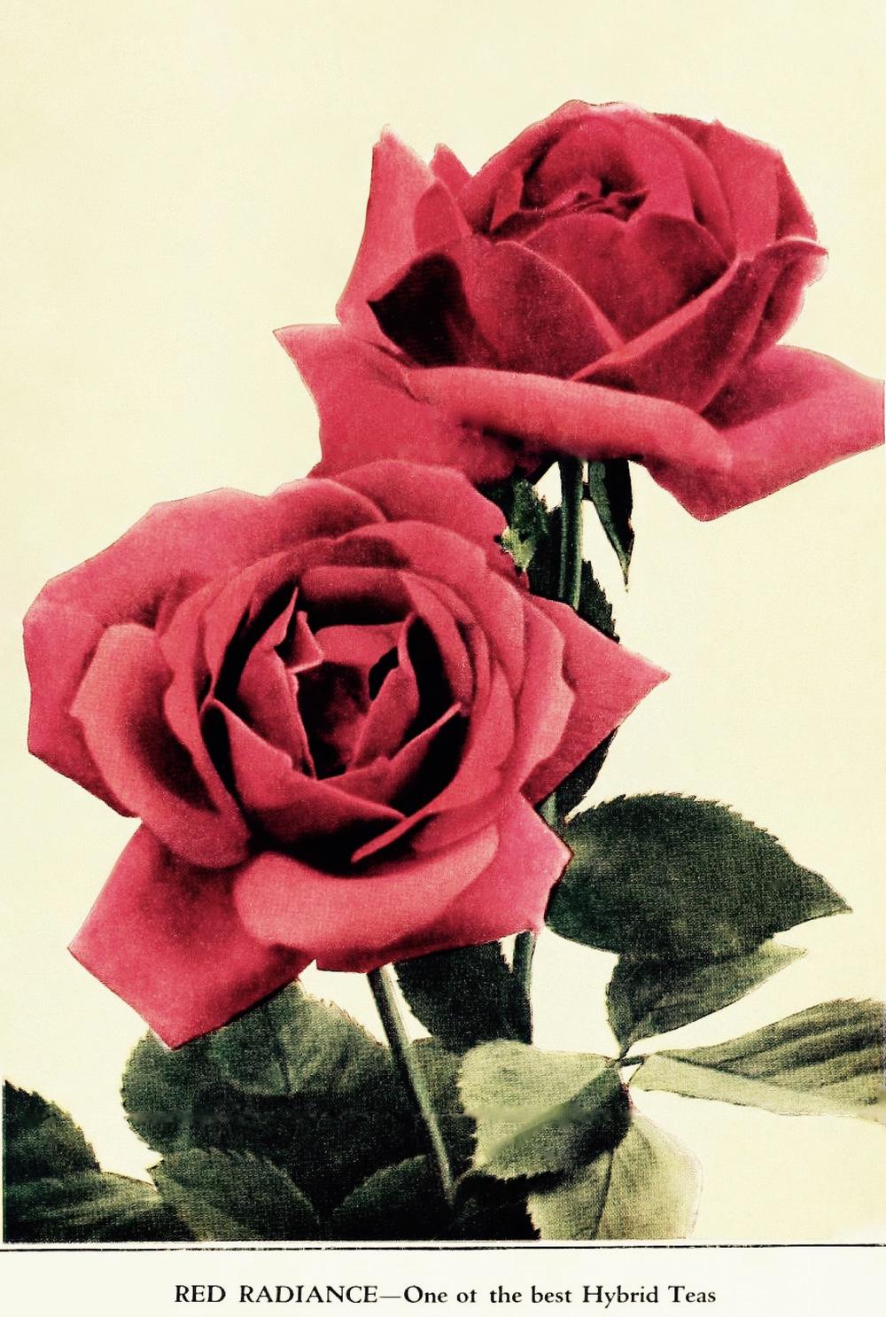 Rose (Rosa 'Red Radiance') in the Roses Database - Garden.org