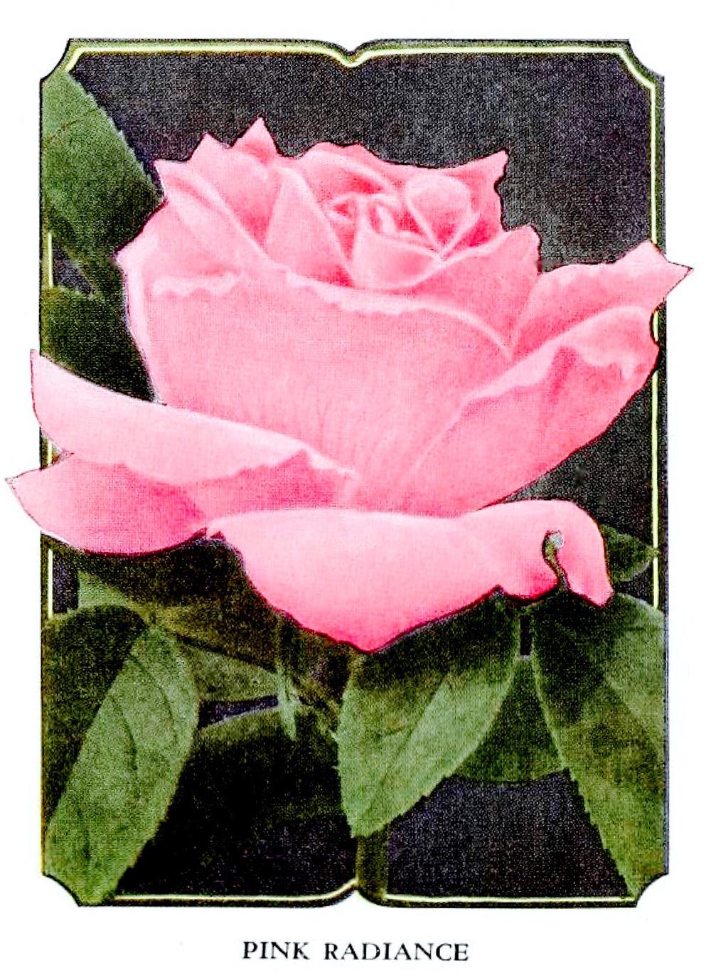 Rose (Rosa 'Radiance') in the Roses Database - Garden.org