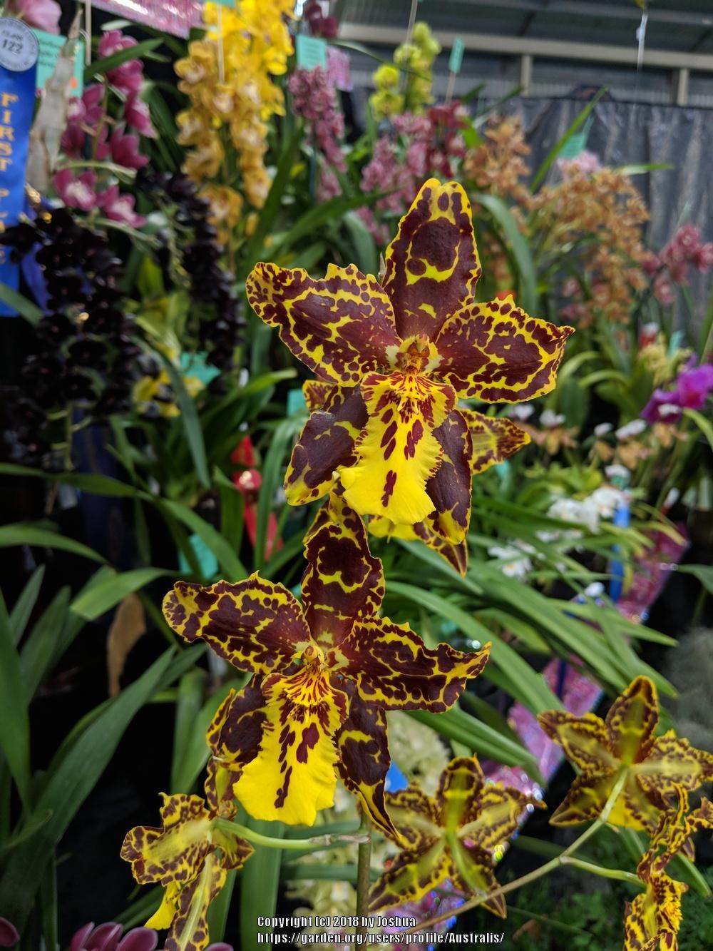 Photo of the bloom of Orchid (Oncidium Pui Chin 'Flying Tiger') posted ...