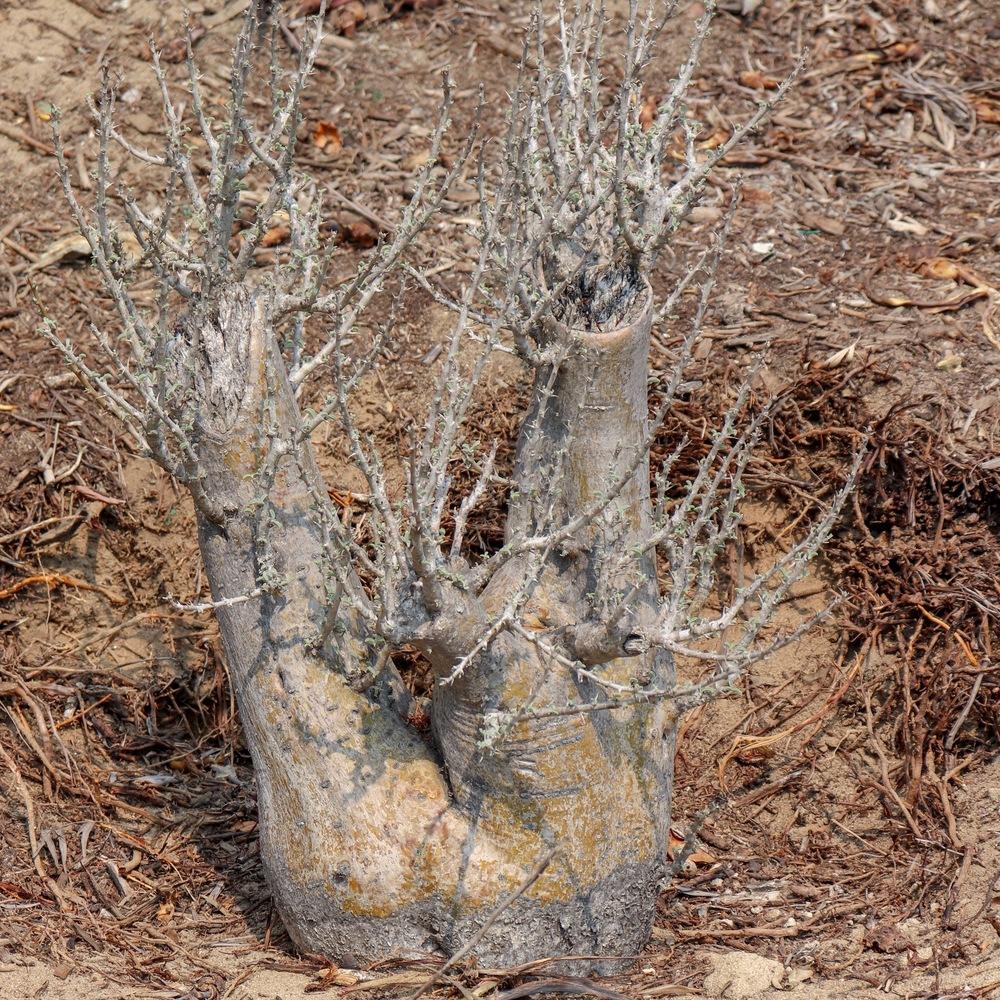 Transvaal Sesame Bush (Sesamothamnus lugardii) - Garden.org