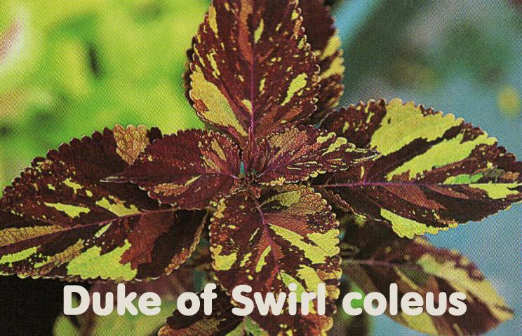 Coleus (Coleus scutellarioides 'Duke of Swirl') in the Coleus Database ...
