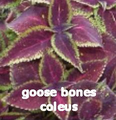 Coleus (Coleus scutellarioides 'Goose Bones') in the Coleus Database ...