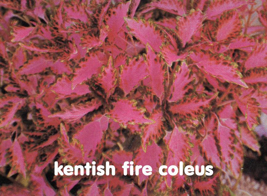 Coleus (Coleus scutellarioides 'Kentish Fire') in the Coleus Database ...
