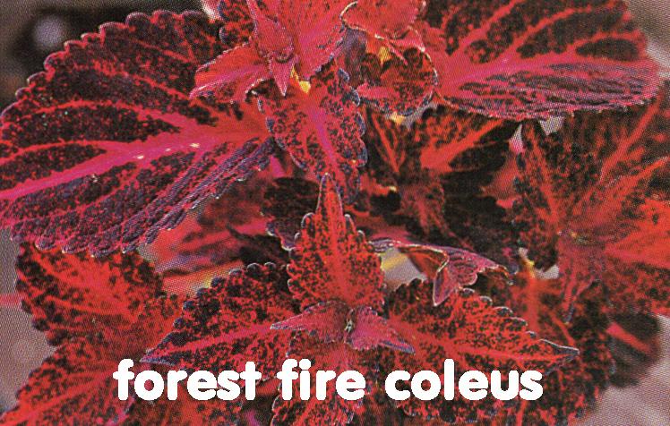 Coleus (Coleus scutellarioides 'Forest Fire') in the Coleus Database ...